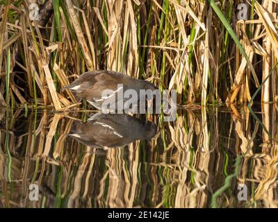 Moorhen on Sanderstead Pond Stock Photo - Alamy