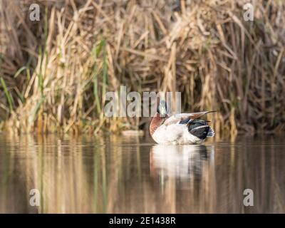 Mallard Duck on Sanderstead Pond Stock Photo - Alamy