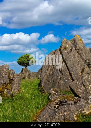Limestone rocks and tree at Roystone Rocks near Parwich in the Peak ...
