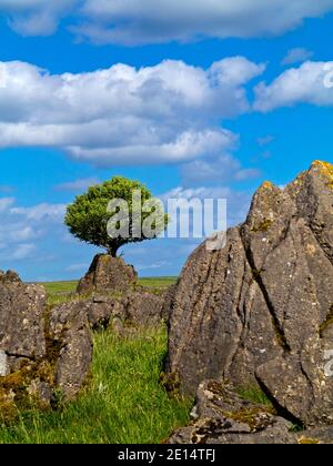 Limestone rocks and tree at Roystone Rocks near Parwich in the Peak ...