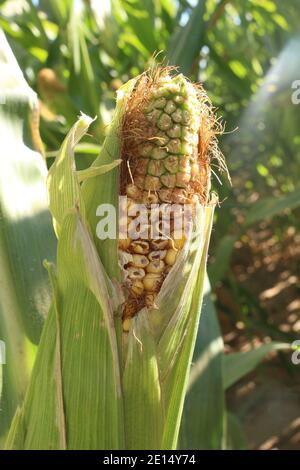 Corn garden plants in Corn field farm Stock Photo - Alamy