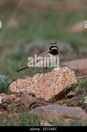 A horned lark is perched on a rock on Antelope Island in the Great Salt ...