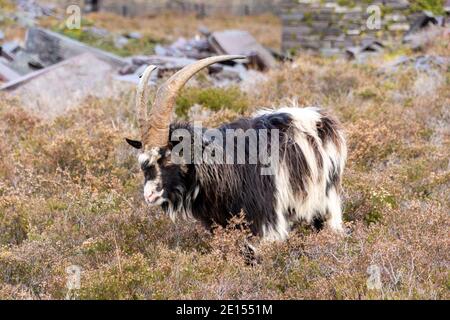 Wild Feral Goats, Dinorwic Quarry, Snowdonia National Park, North Wales ...