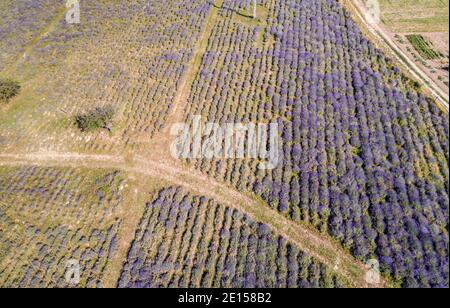 beautiful levander flowers from above Stock Photo - Alamy