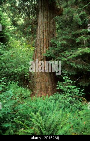 Worlds largest Port Orford cedar, Siskiyou National Forest, Oregon ...