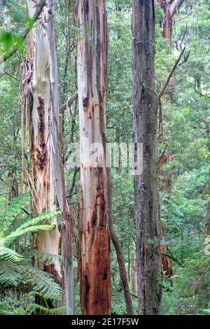 Trees in the forest of Great Otway National Park Stock Photo - Alamy