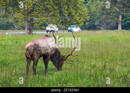 Bull elk with large antlers grazing in morning sun in Colorado Rocky ...
