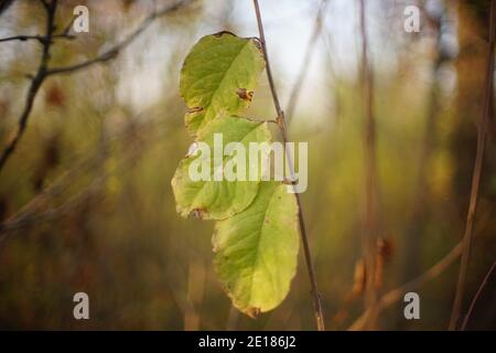Three green leaves hang on a branch near tree trunk Stock Photo - Alamy