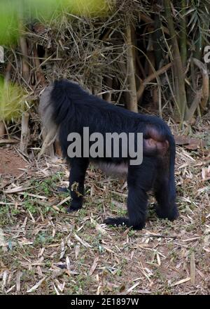 Long Tailed Macaque Macaca Silenus India Captive Stock Photo - Alamy