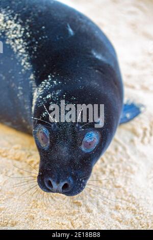A young seal with gray and white fur lies on a sandy beach, partially ...