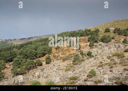 Forest. Bustarviejo, Madrid province, Spain Stock Photo - Alamy