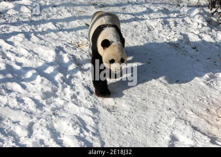 Rongcheng, Rongcheng, China. 5th Jan, 2021. Shandong, CHINA-In the ...