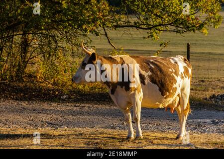 Cow face profile with blurry background Stock Photo - Alamy