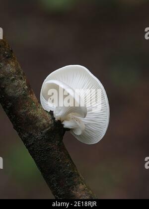 Cheimonophyllum candidissimum, pleutoroid fungus from Finland with no ...