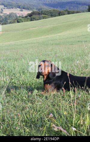 Hunting Dog «Tyrolean Hound» on a meadow Stock Photo - Alamy