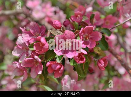 Branch of blossoming pink apple-tree as natural background Stock Photo ...