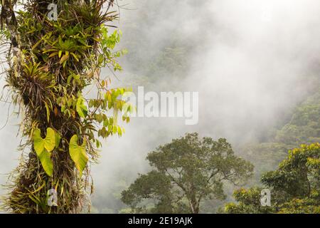 a large tree in the Ecuadorian Amazonian rainforest photographed at the ...