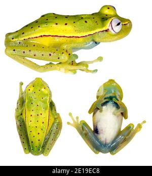 Hyla punctata tree frog from Ecuador Stock Photo - Alamy