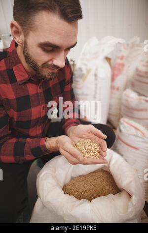 Vertical shot of a professional brewer examining barley, working at his ...