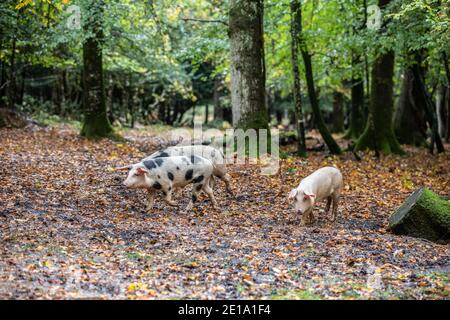 Pannage Pigs amongst the Autumn Colours in New Forest. Pigs and piglets ...