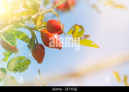 Close-up of dog-rose berries. Dog rose fruits. Rosa canina. Wild ...