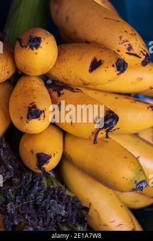 Detailed closeup of a cluster of tiny bananas known in Colombia and ...