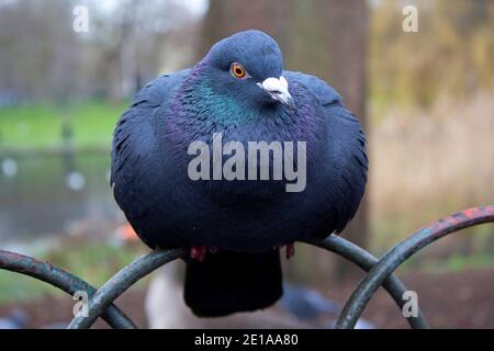 Taube im Park in London Stock Photo - Alamy