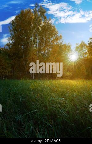 The rays of the sun illuminate the forest clearing Stock Photo - Alamy