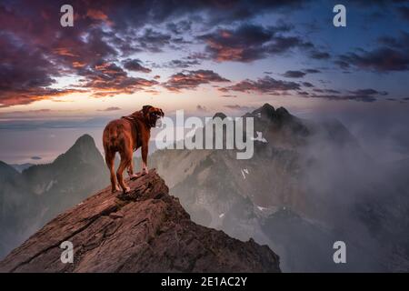 Boxer Dog Standing on top of mountain peak Stock Photo - Alamy