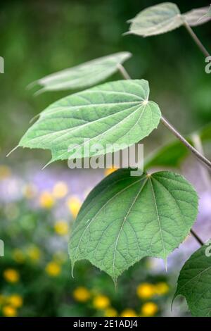 Merrilliopanax alpinus BSWJ13939,green leaves,foliage,tree,trees,exotic ...