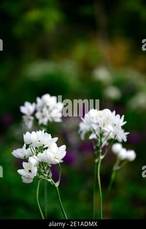Arab's eye, or Arabian starflower, Ornithogalum arabicum, naturalised ...