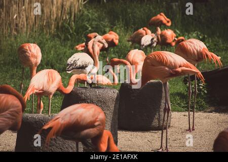 Greater Flamingo (Phoenicopterus roseus) flapping wings Stock Photo - Alamy