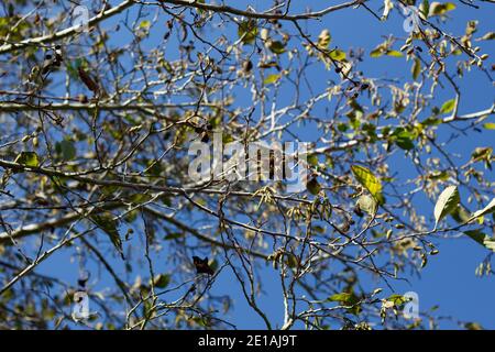 Open spreading habit, White Alder, Alnus Rhombifolia, Betulaceae ...
