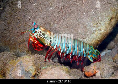 Peacock-, harlequin-, painted- or clown mantis shrimp, Odontodactylus ...