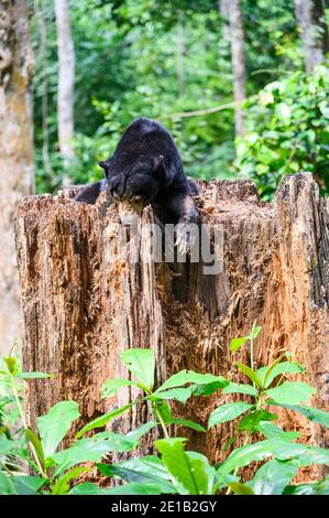 Bornean Sun Bear (Helarctos malayanus) climbing in a tree, Borneo Malay ...