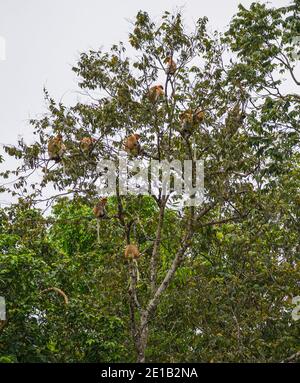 Group of proboscis (long-nosed) monkeys eating on feeding platform ...