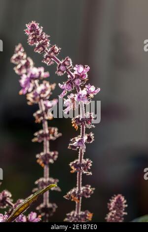 'Chocolate' Peppermint, Pepparmynta (Mentha × piperita Stock Photo - Alamy