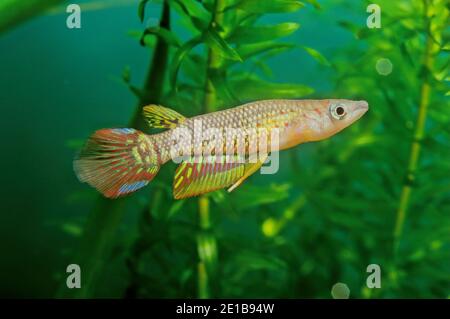 The striped panchax (Aplocheilus lineatus) is a species of killifish ...