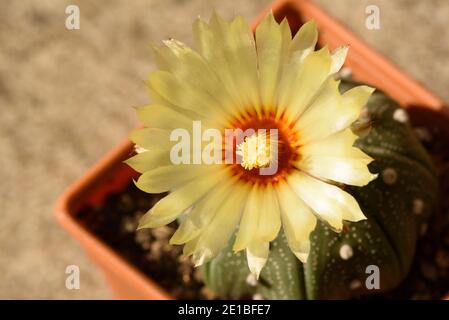 Beautiful yellow flower of astrophylum asterius cactus in flower pot ...