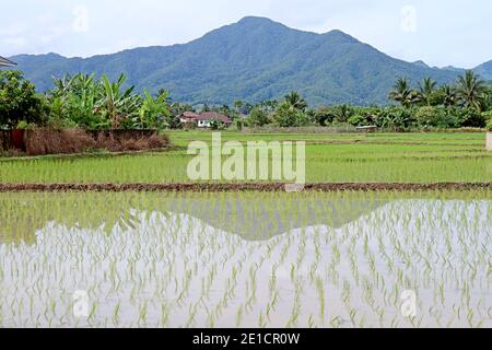 Paddy fields after the transplanting rice plants process in northern ...