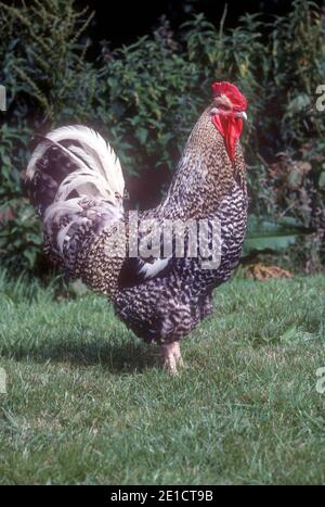 Scots Dumpy cockerel rare breed chicken Farm Park Cotswolds UK Stock ...