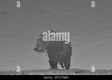 Distorted Reflection of a Dog in a Puddle Stock Photo - Alamy