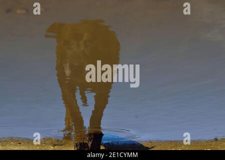 Distorted Reflection of a Dog in a Puddle Stock Photo - Alamy