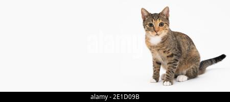 cat in sphinx position Stock Photo - Alamy