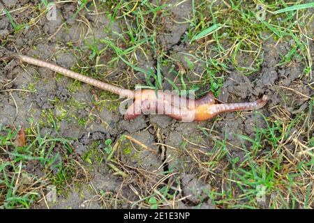 Earthworm on lawn, Lumbricus terrestris showing segments and saddle ...