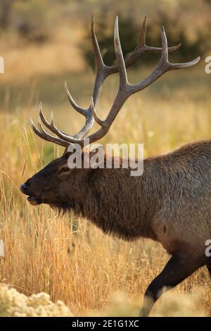 Elk in Mammoth Hot Springs, Yellowstone National Park, Wyoming, USA ...