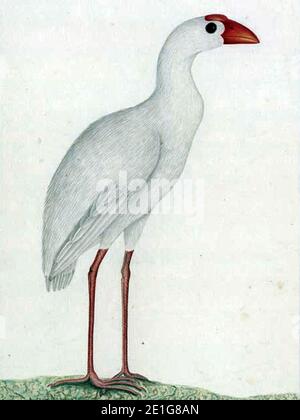 Lord Howe swamphen by George Raper Stock Photo - Alamy