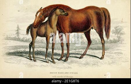 Lord Morton's mare Stock Photo - Alamy