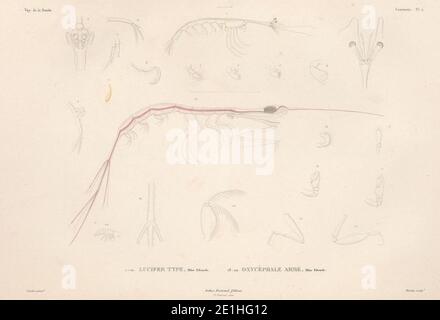 Lucifer typus Rhabdosoma armatum Stock Photo - Alamy