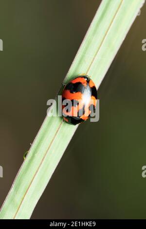 Close-up of a ladybug Stock Photo - Alamy